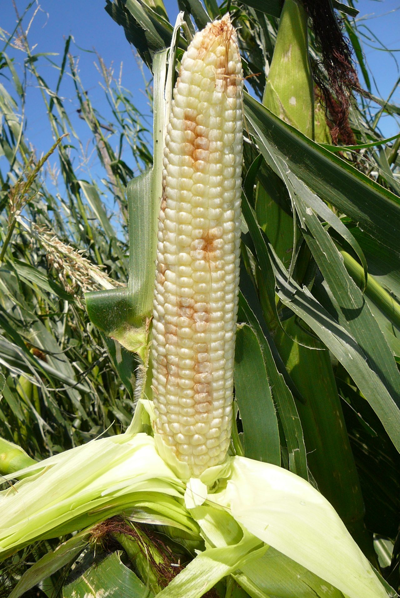 Mid-Season Hail-Damaged Corn | Crop Science US