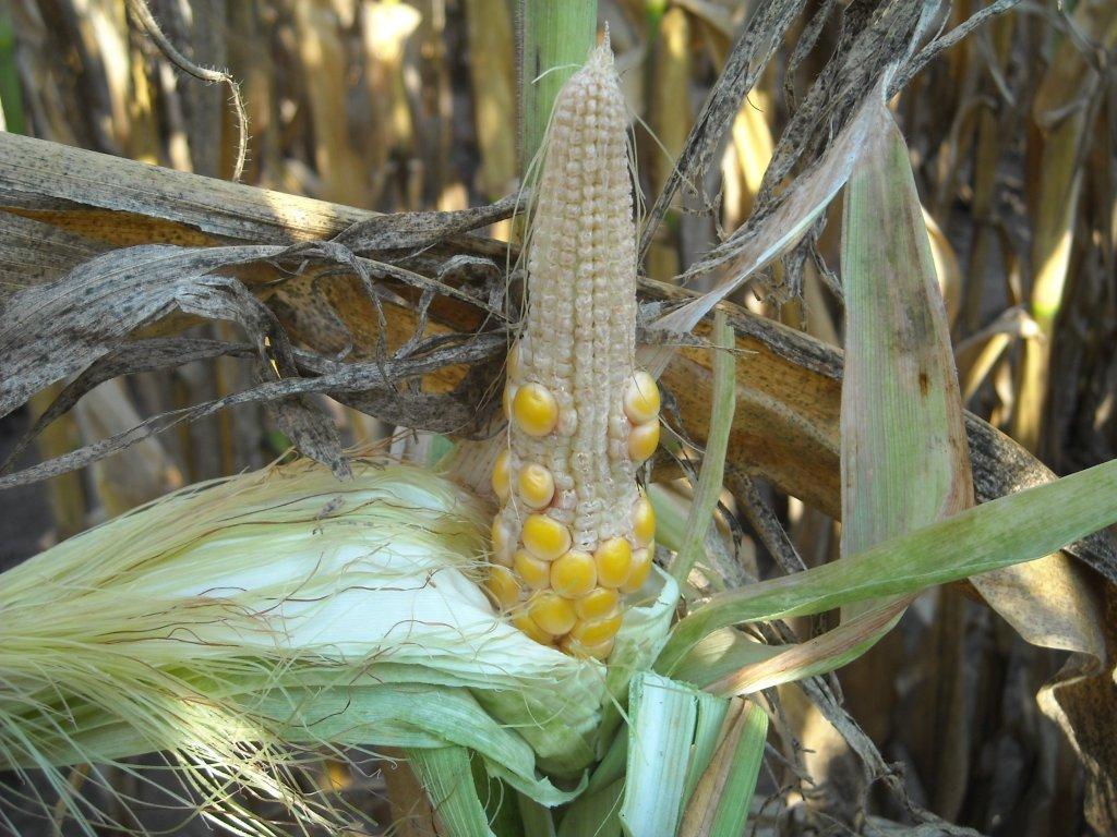 Corn Pollination Affected by Heat and Drought | Crop Science US