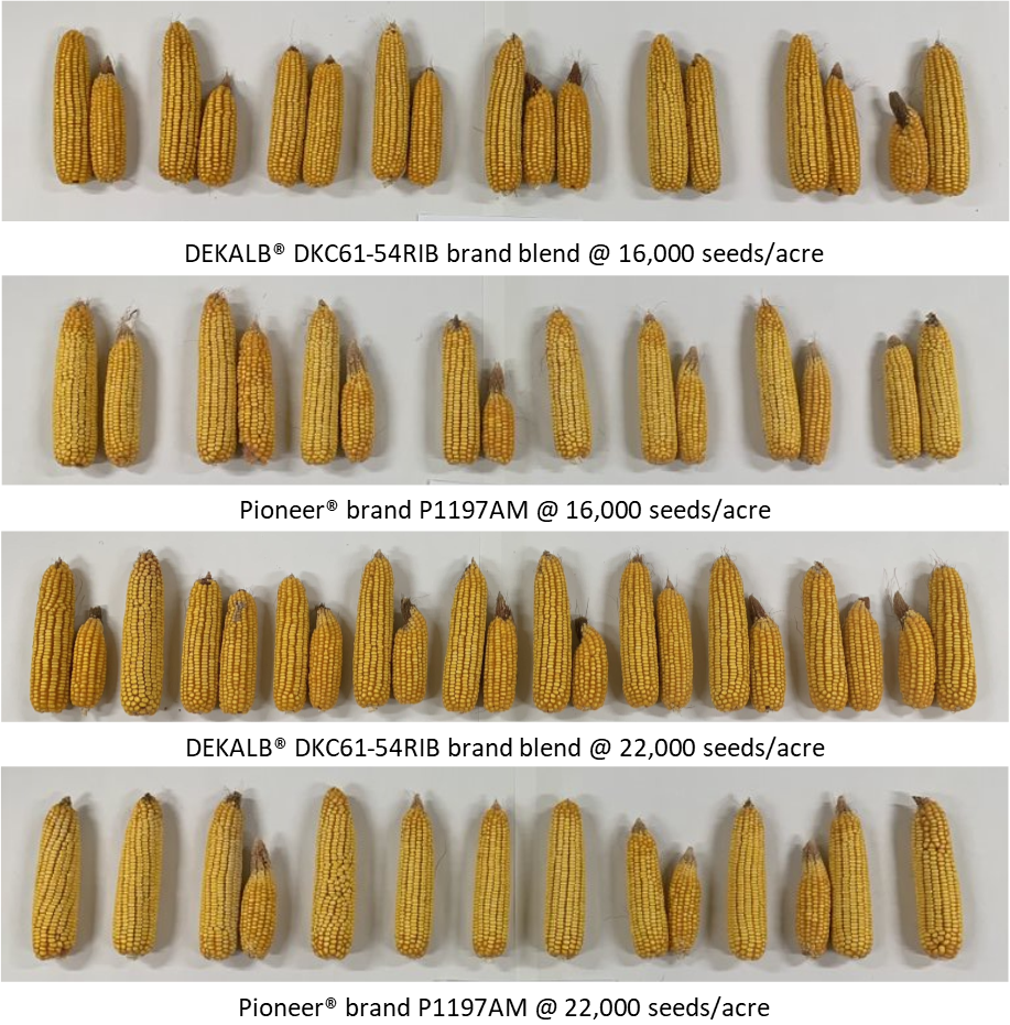 Dryland Corn Production Systems in a Tough Environment | Crop Science US