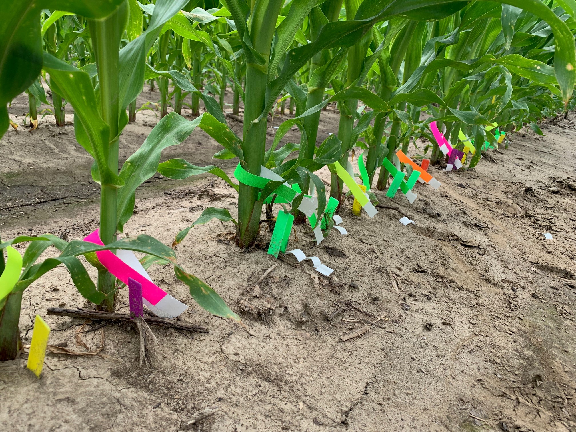 Impact of Corn Planting Depth on Day of Emergence, Ear Size, and Yield ...