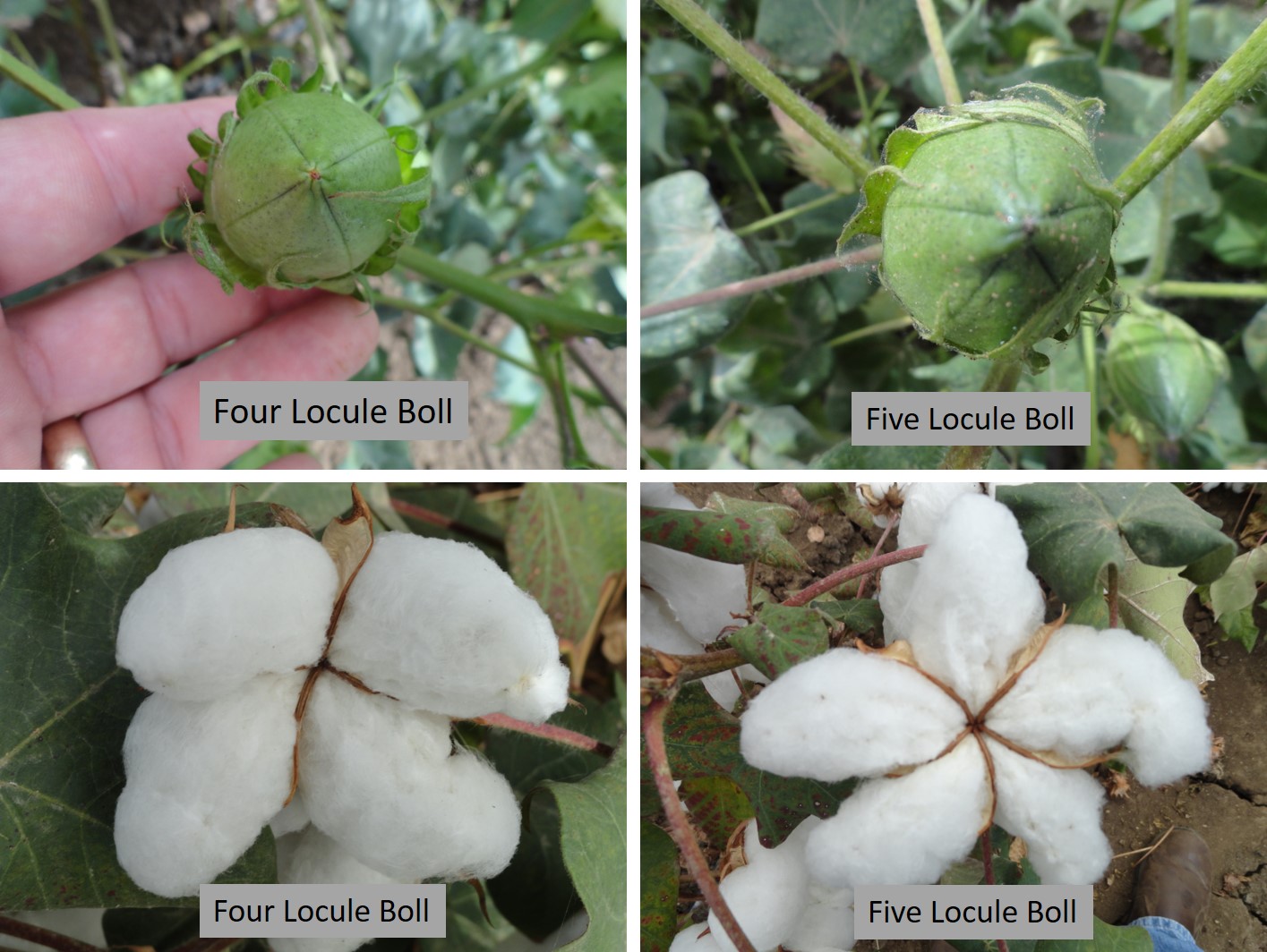 Cotton Trials to Evaluate Agronomic Interactions in Boll Locule ...