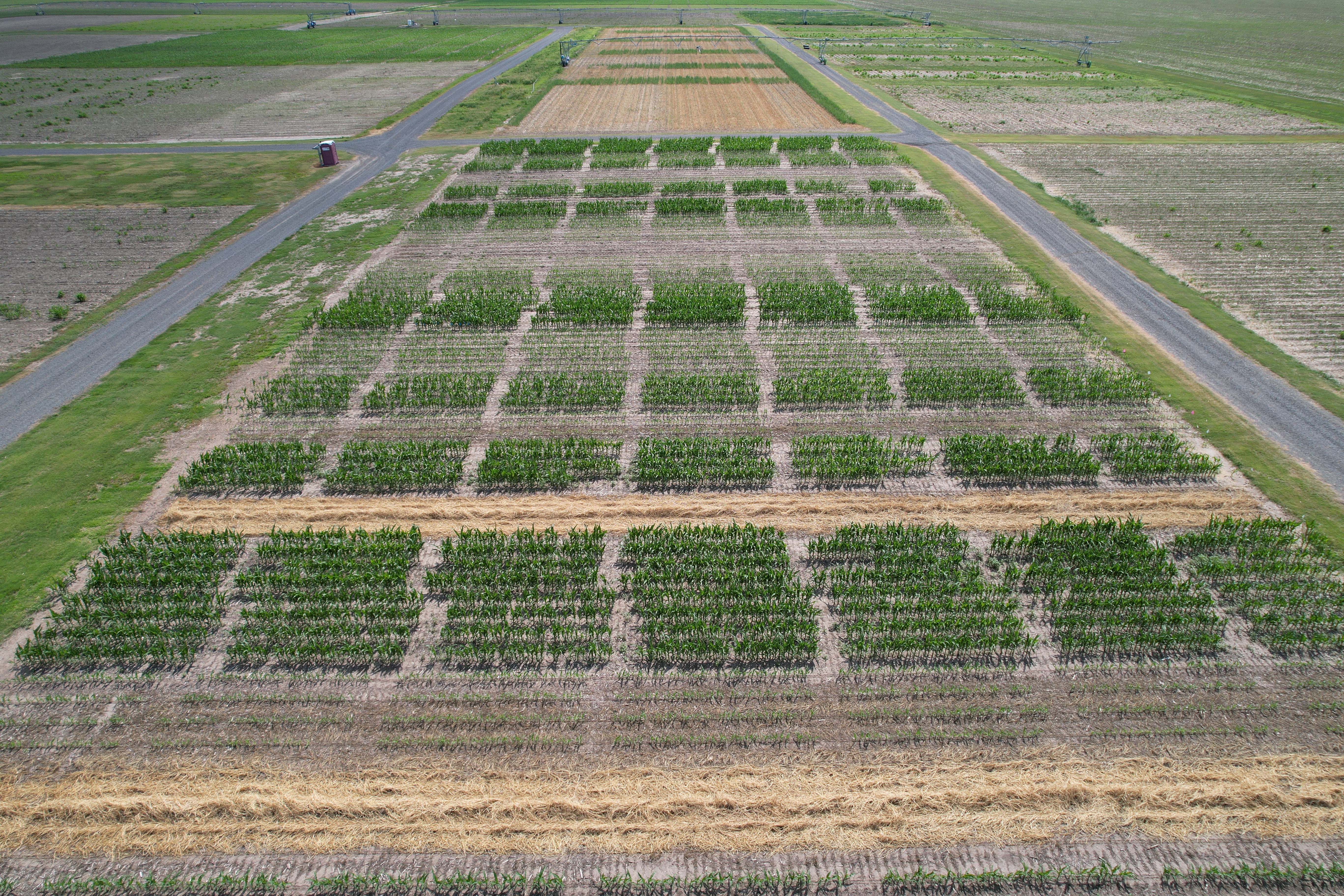 Effect of Planting Date and System on Short-Statured Corn Products ...