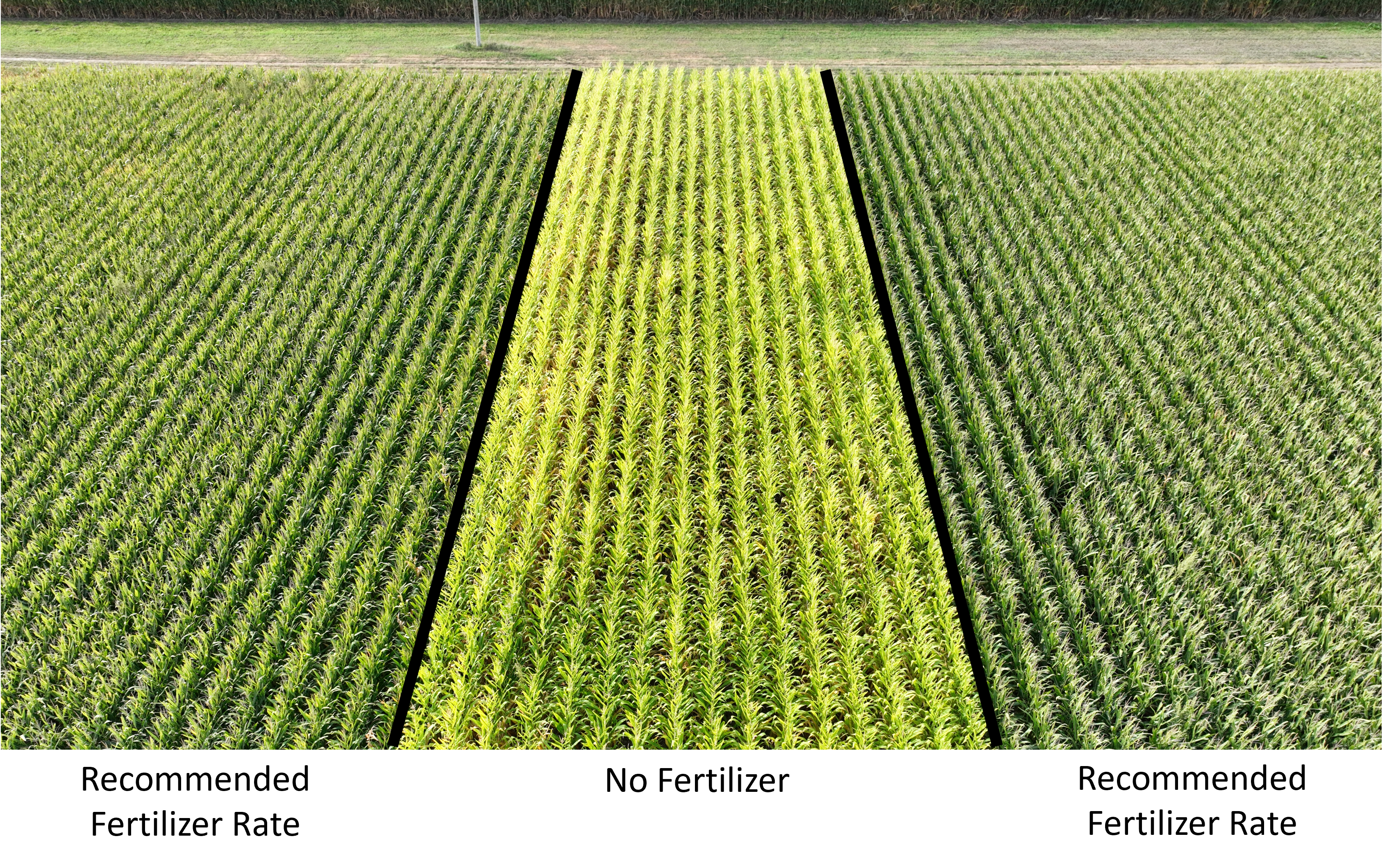 Long-Term Impact of Fertilizer Withdrawal on Corn Yield Potential and ...