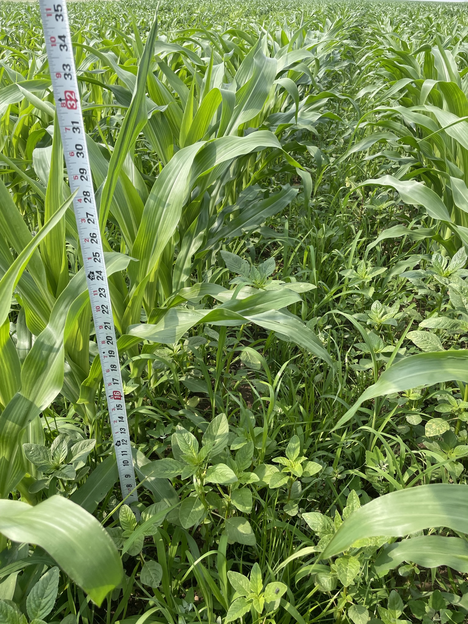 Importance of Using a Residual Herbicide in Corn | Crop Science US
