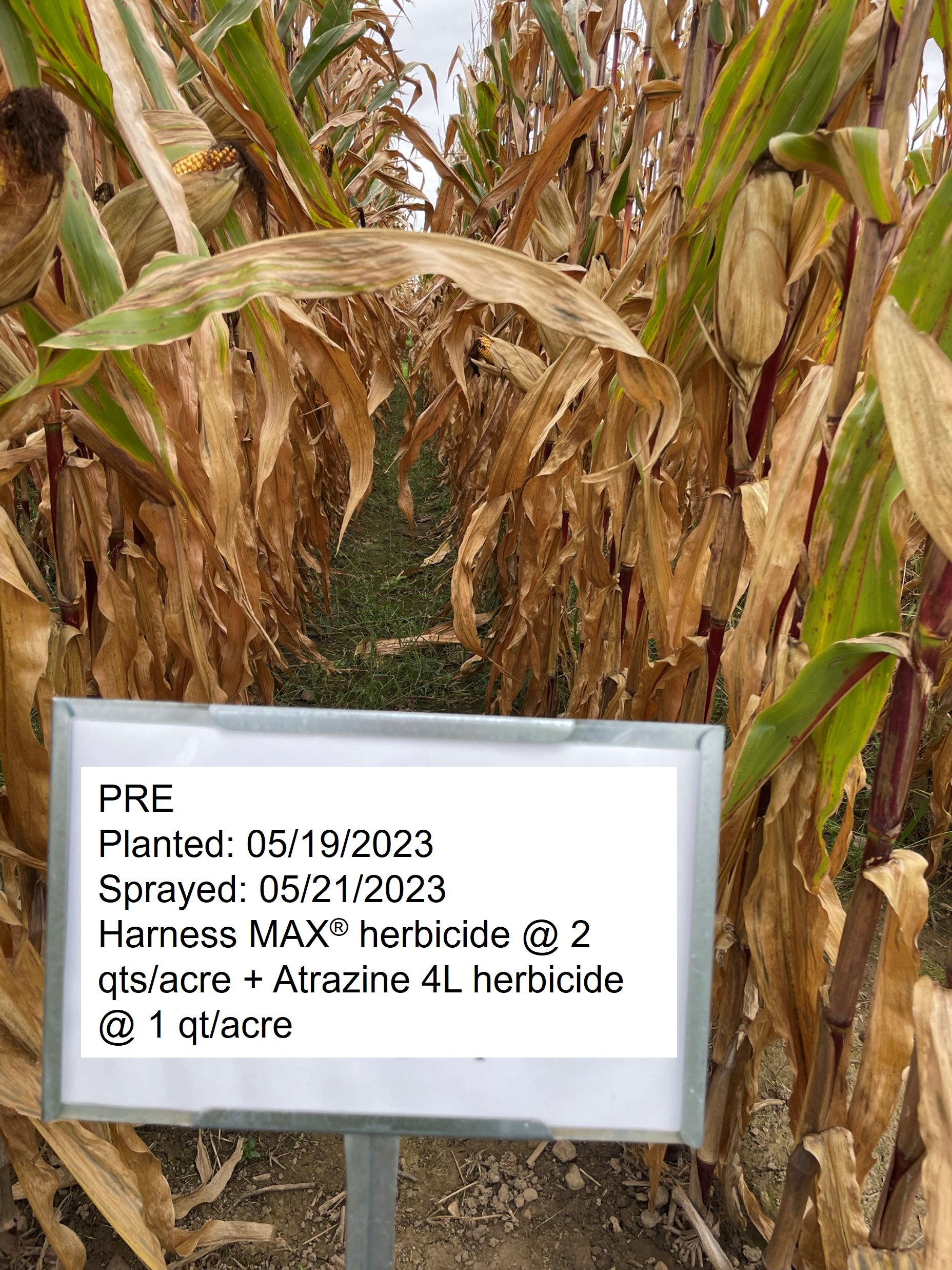 Impact of Different Weed Removal Timings on Corn Yields in Canandaigua ...