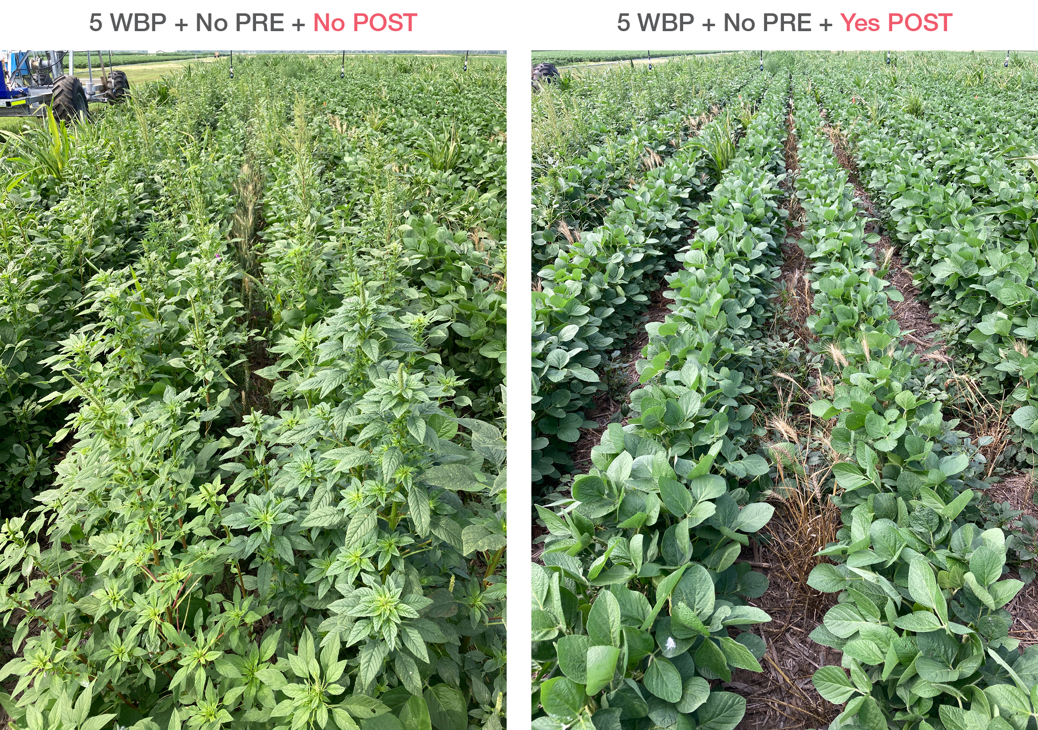 Cover Crop Management and Herbicide Program Selection Impact on Weed ...
