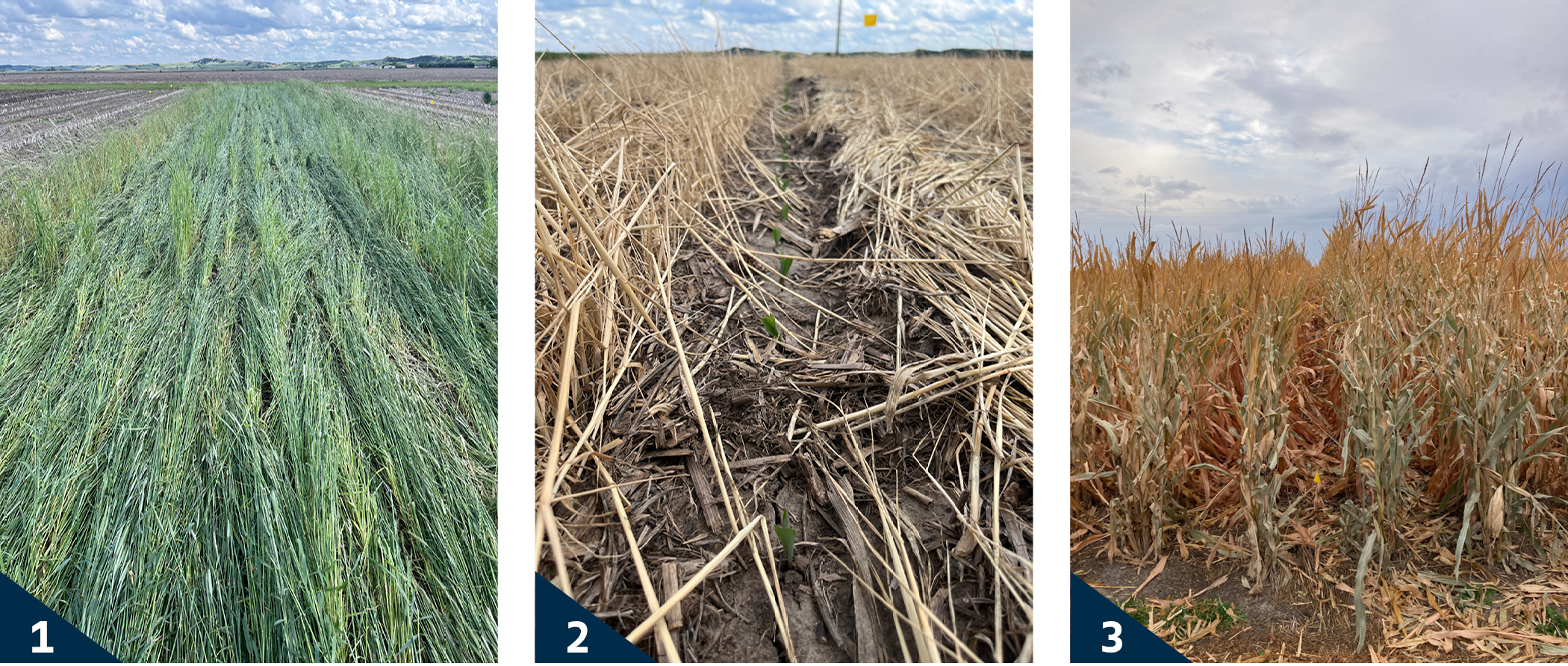 Planting Time, Corn Products, and Cover Crops: Unraveling Their Impact ...
