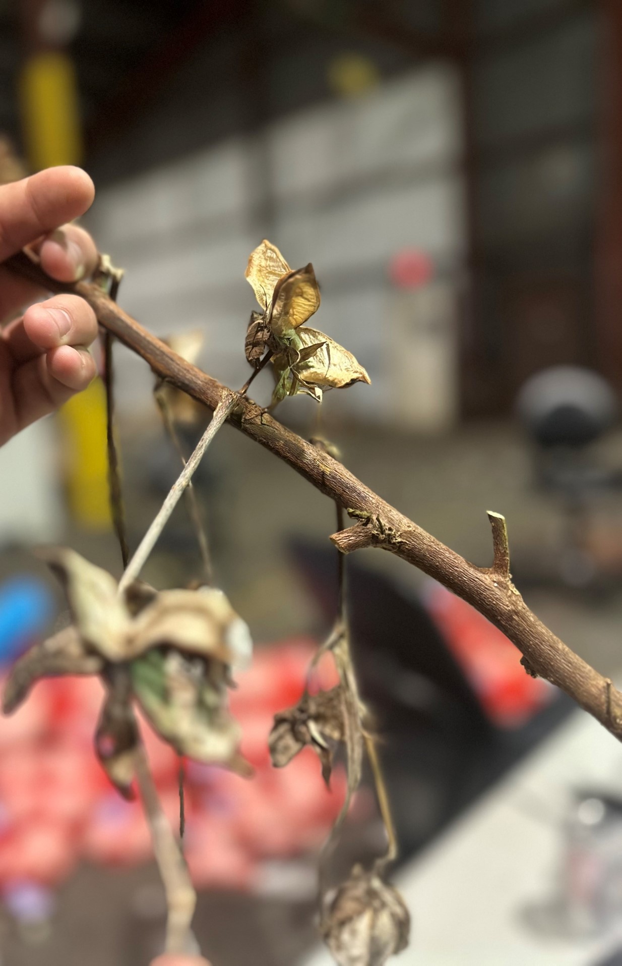 Does Plant Growth Regulator Use Impact Boll Size and Locule Number in ...