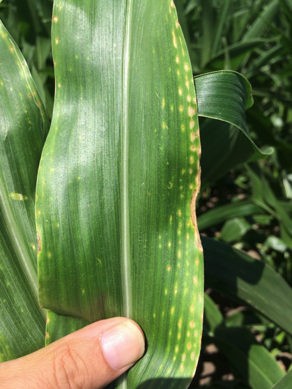 Magnesium in Corn | Crop Science US