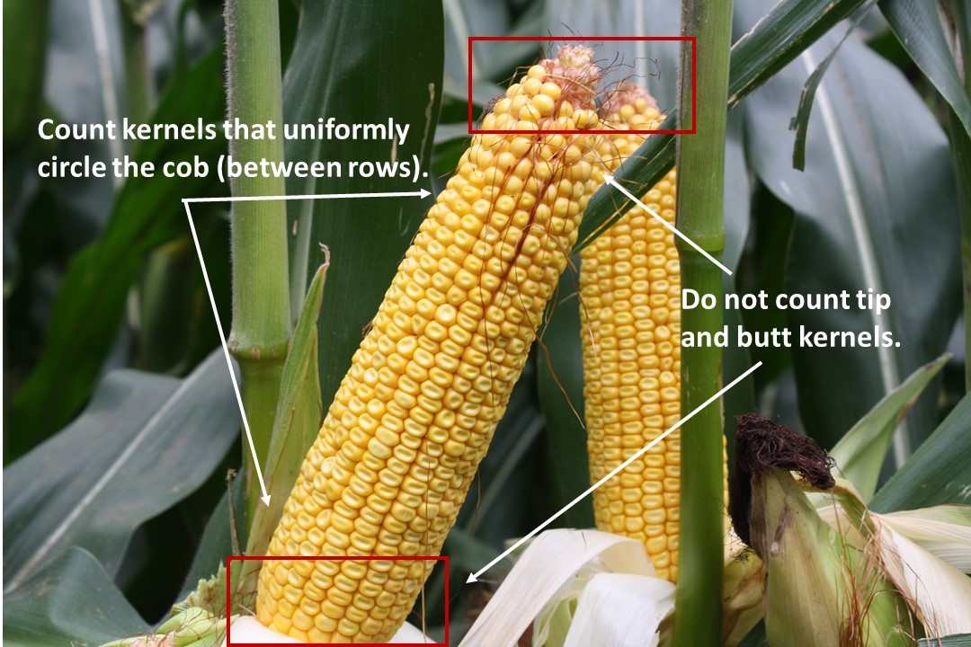 Assessing Corn Yield Potential | Crop Science US