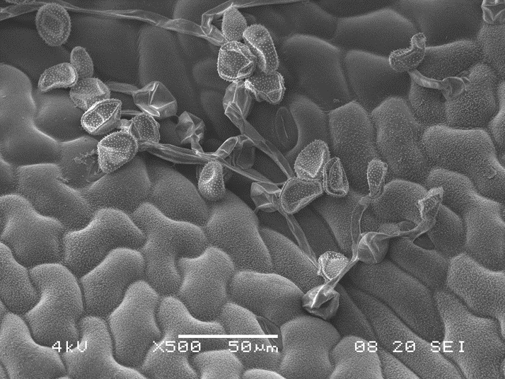 Fungicide Modes of Action | Crop Science US