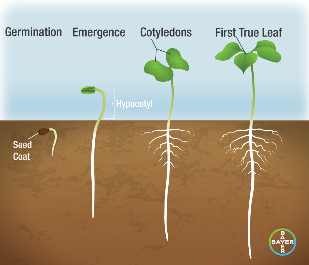 Cotton Plant Anatomy Diagram
