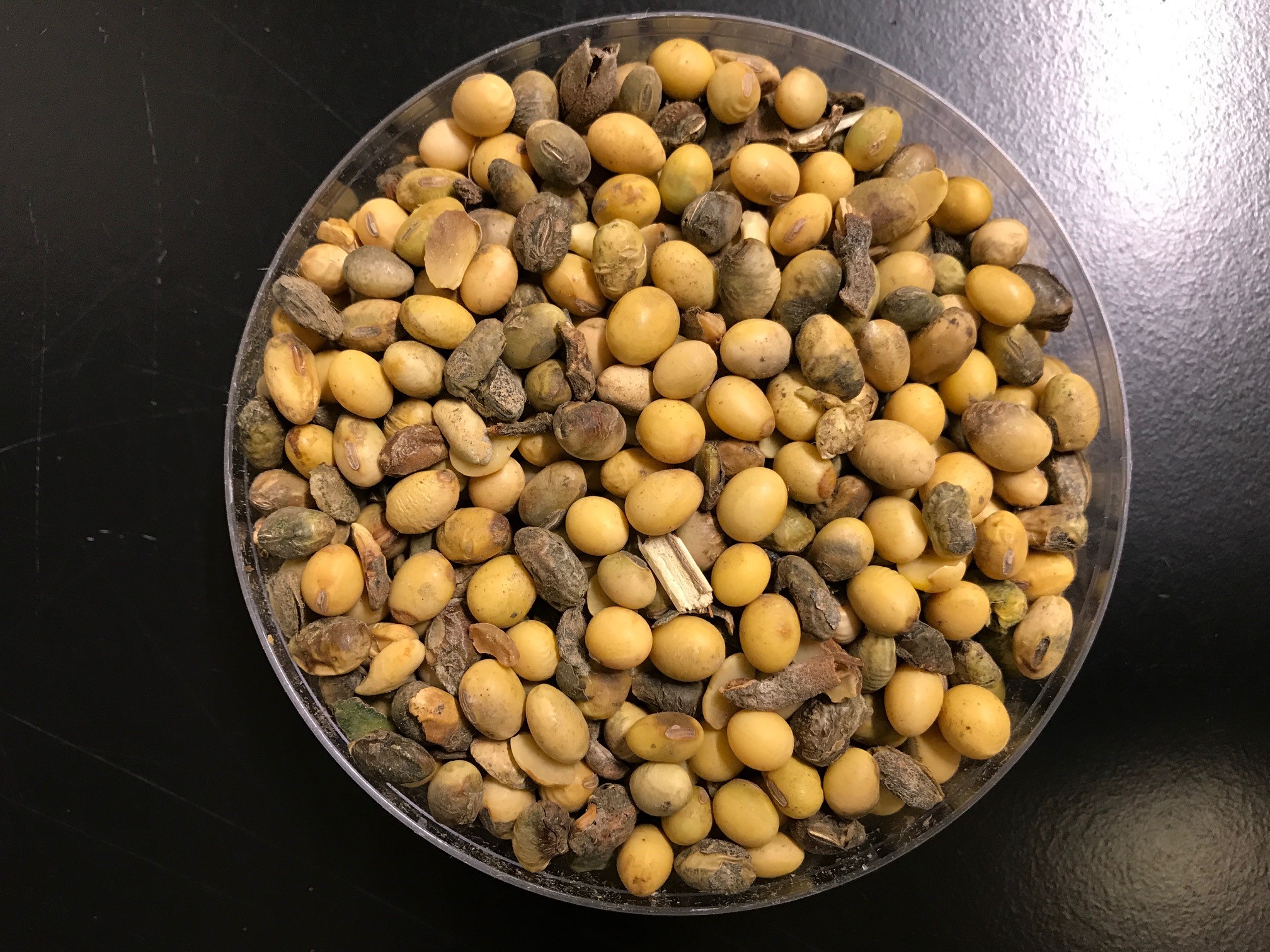 Soybean Seeds