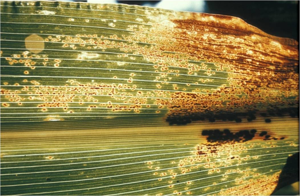 Common Corn Rust | Crop Science US
