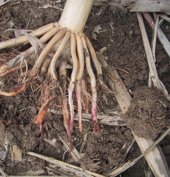 Red Root Rot in Corn | Crop Science US