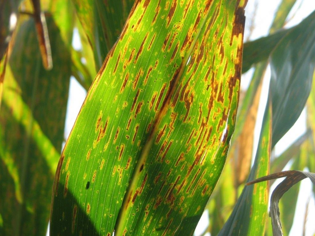 Southern Corn Leaf Blight and Gray Leaf Spot | Crop Science US