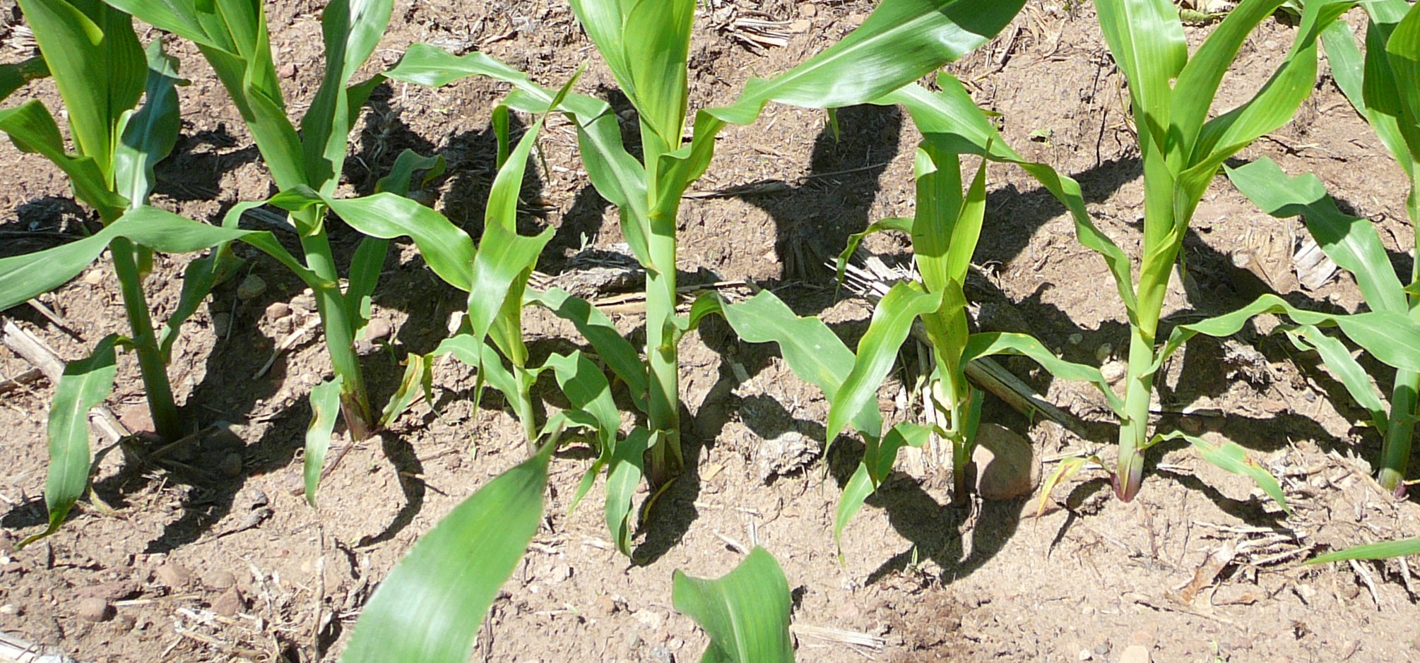 Early-season Drought Stress in Corn | Crop Science US