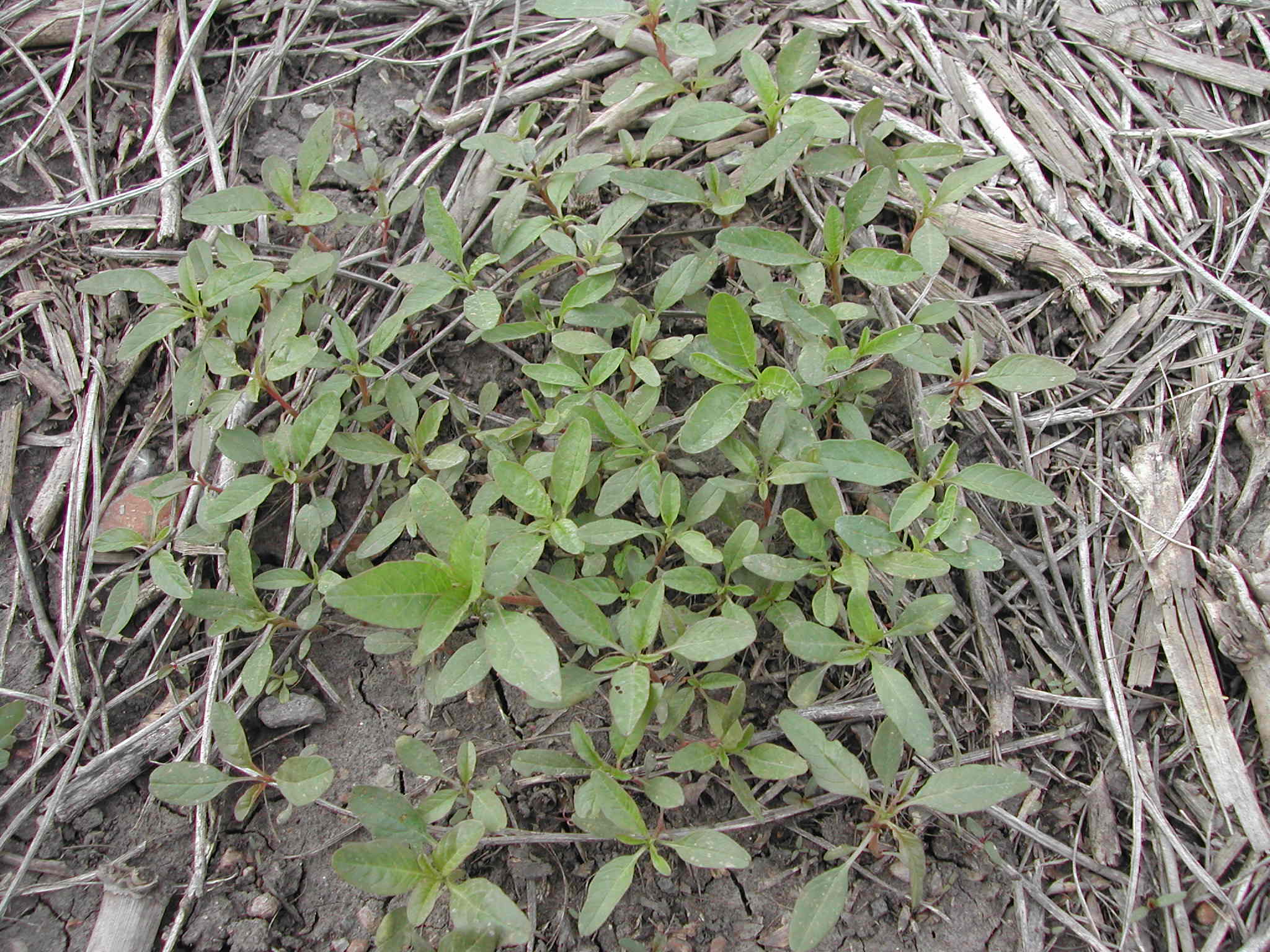 Waterhemp Management in Corn | Crop Science US