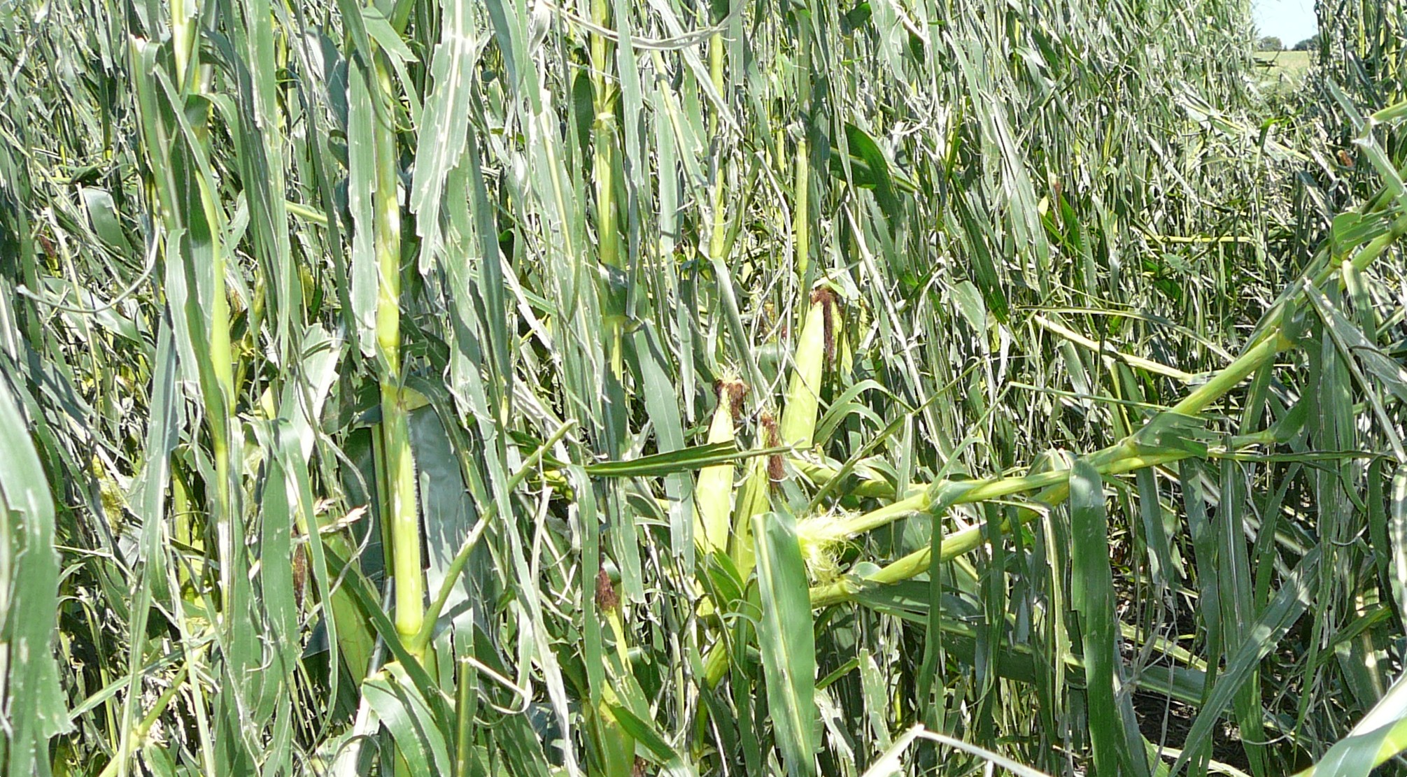 Late Season Hail Damage in Corn | Crop Science US
