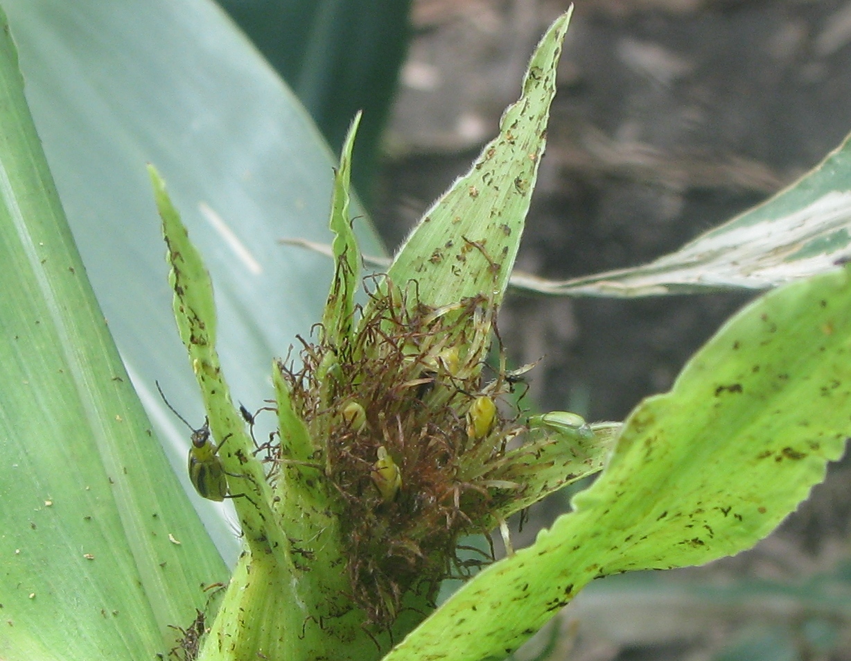 Adult Corn Rootworm Management | Crop Science US