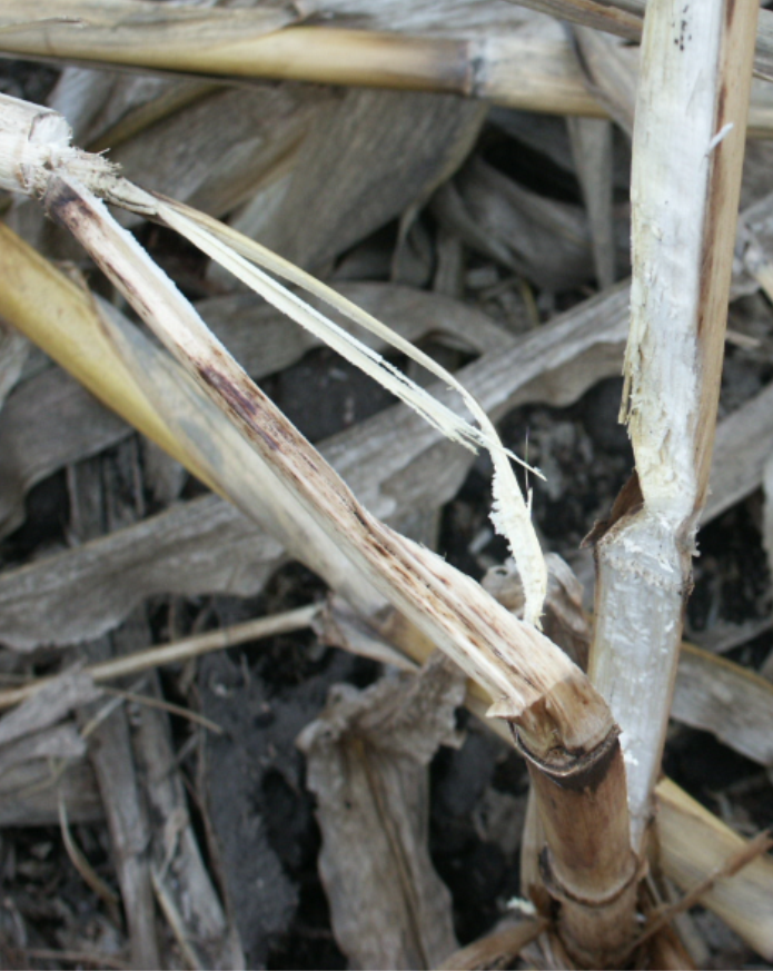 Managing Late Season Stalk Rot in Corn with Harvest Scheduling | Crop ...