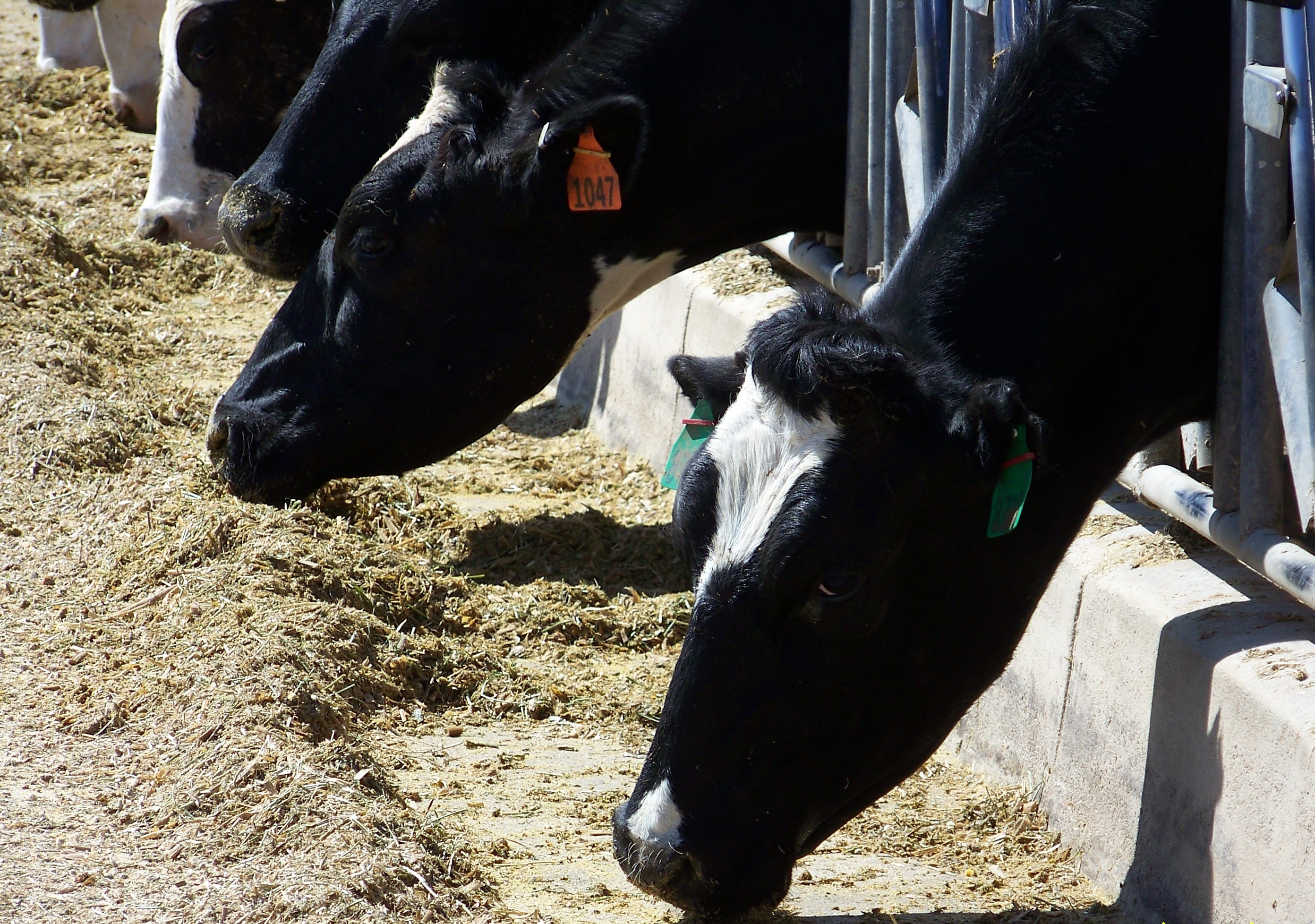 Corn Silage for Beef and Dairy Rations | Crop Science US