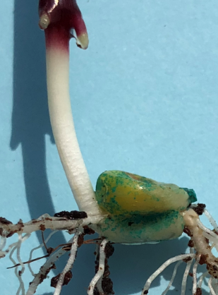 Germination Testing | Crop Science US