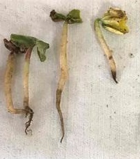 Identification of Cotton Diseases | Crop Science US