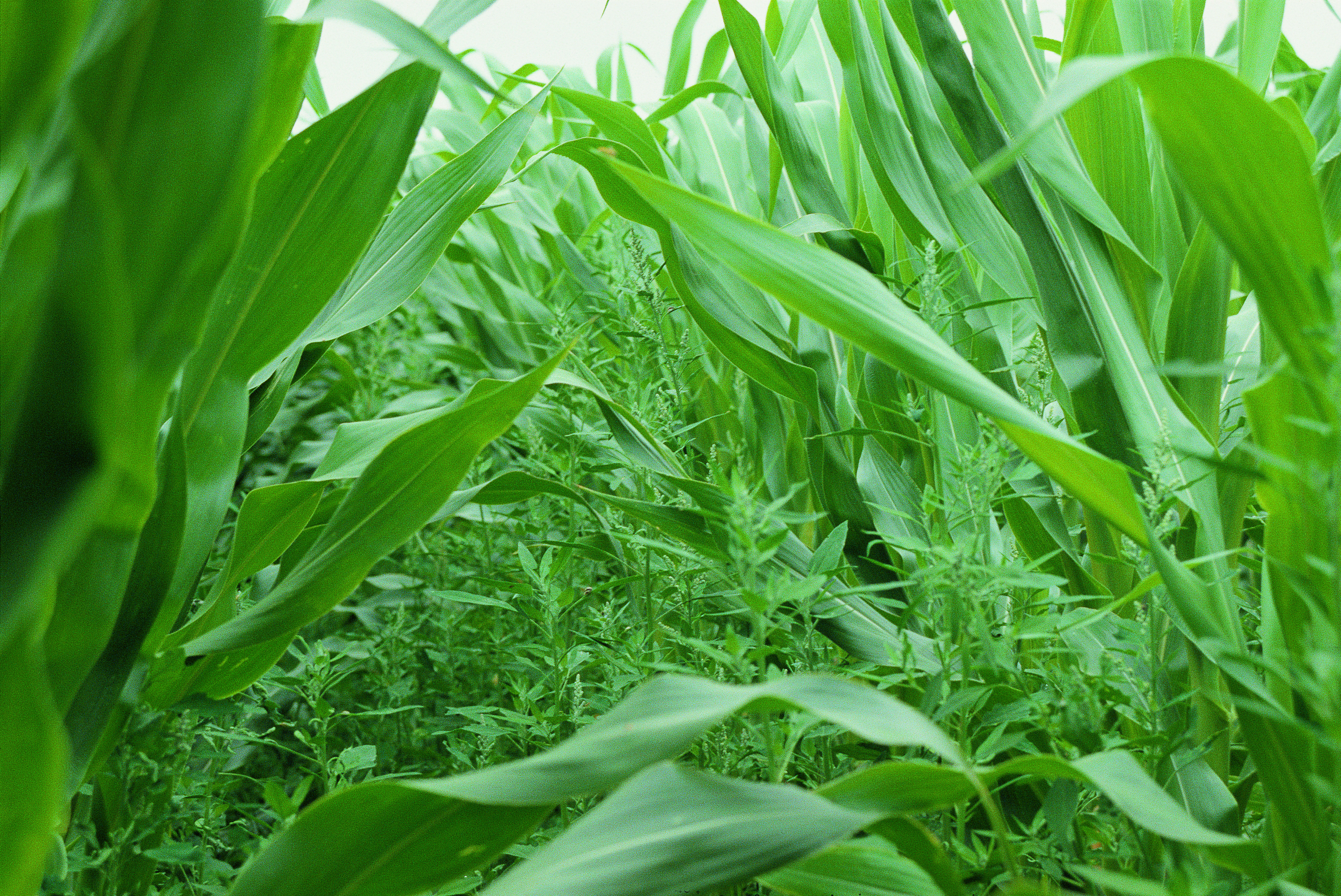 Weed infestation impact on nutrient availability in corn | Crop Science US