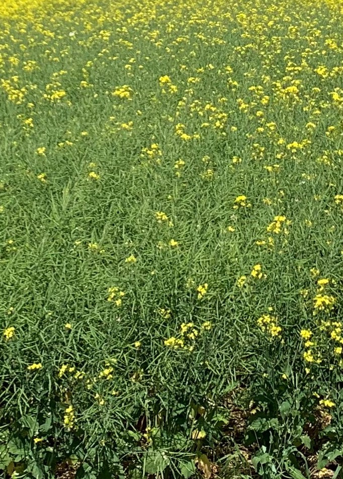 Considering Row Widths in Canola | Crop Science US