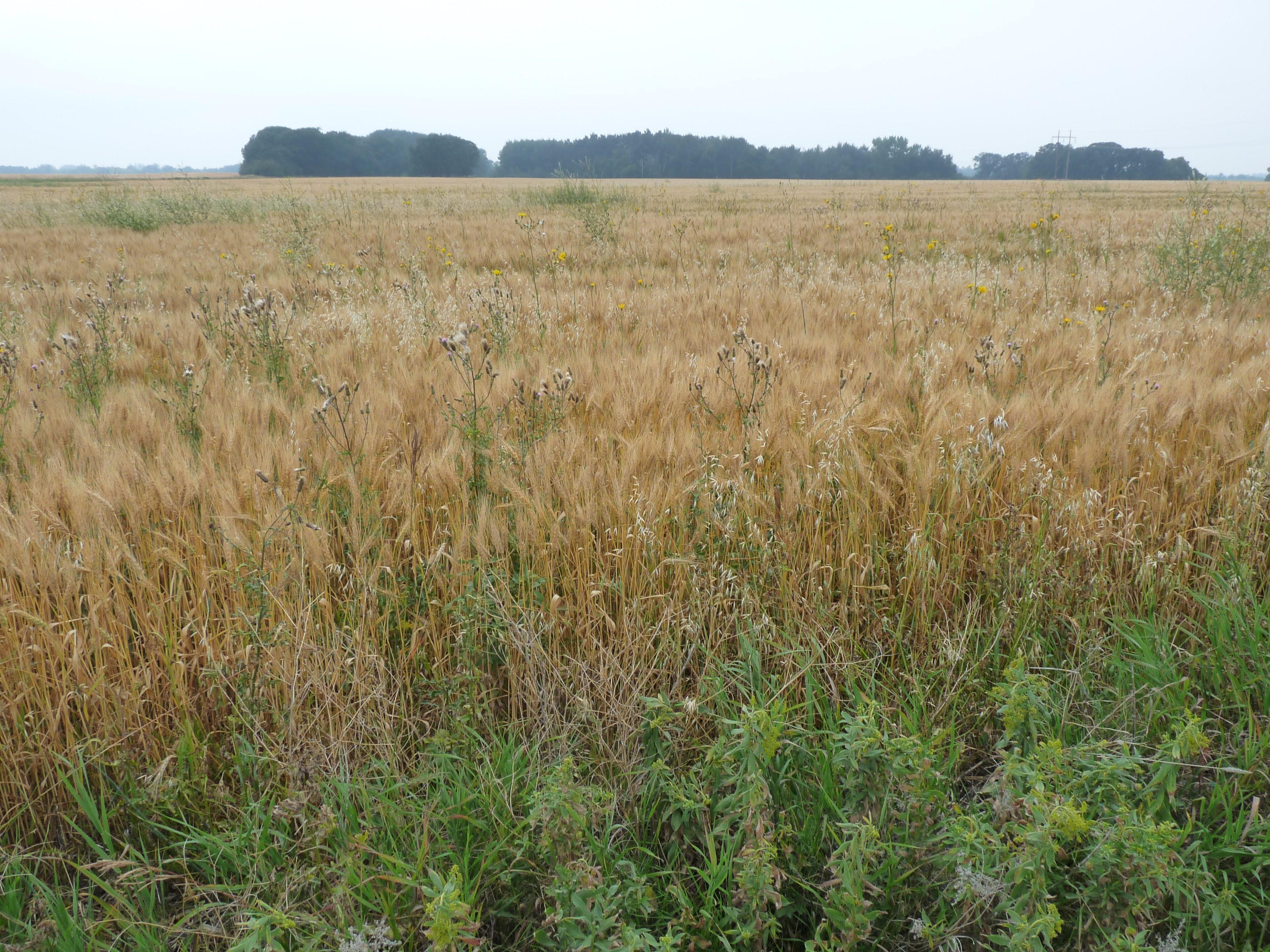 Best Management Practices for Weed Control in Winter Wheat | Crop ...