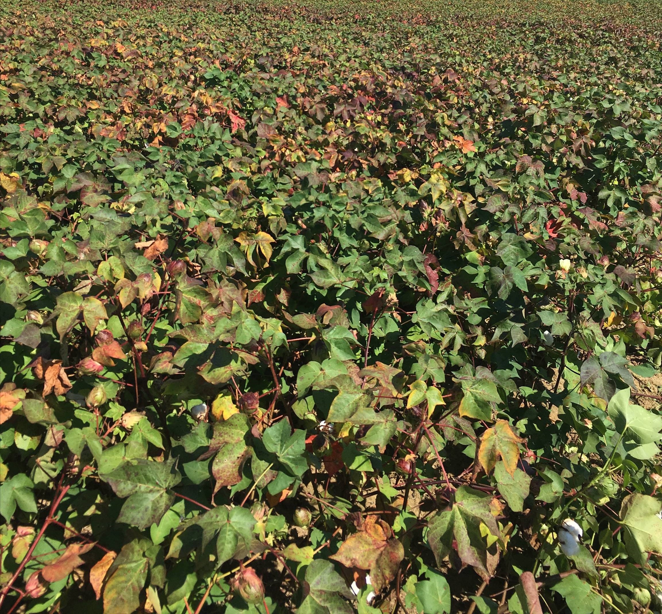 Identifying Nutrient Deficiencies in Cotton | Crop Science US