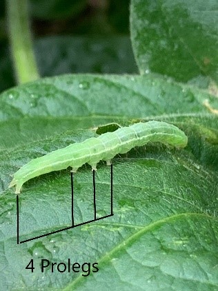 Identification and Management of Fall Soybean Caterpillars | Crop ...