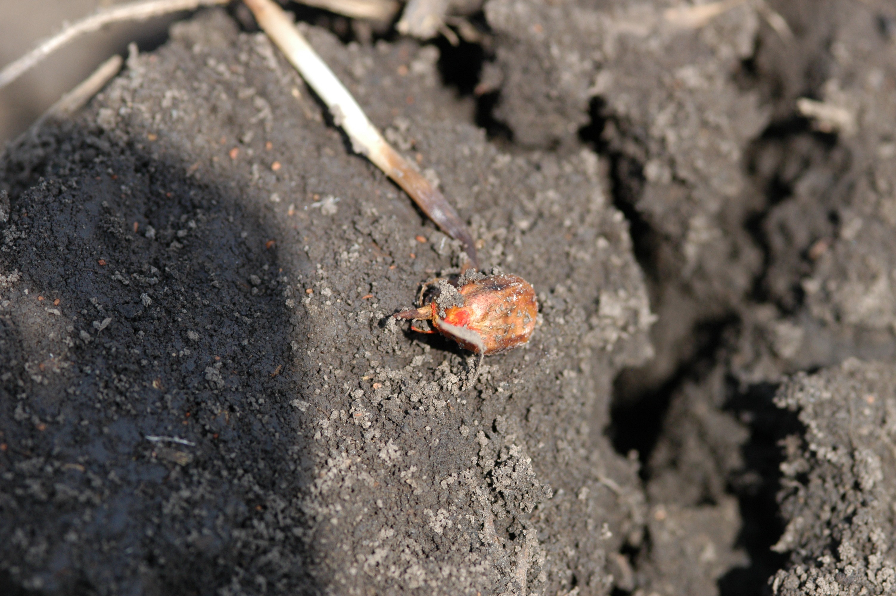 In-Furrow Starter Fertilizer Injury to Corn | Crop Science US