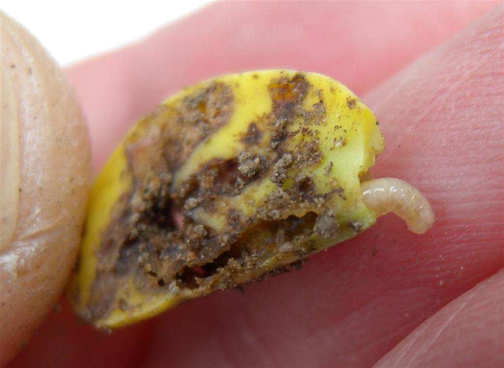 Identification of Early Season Insects in Corn | Crop Science US