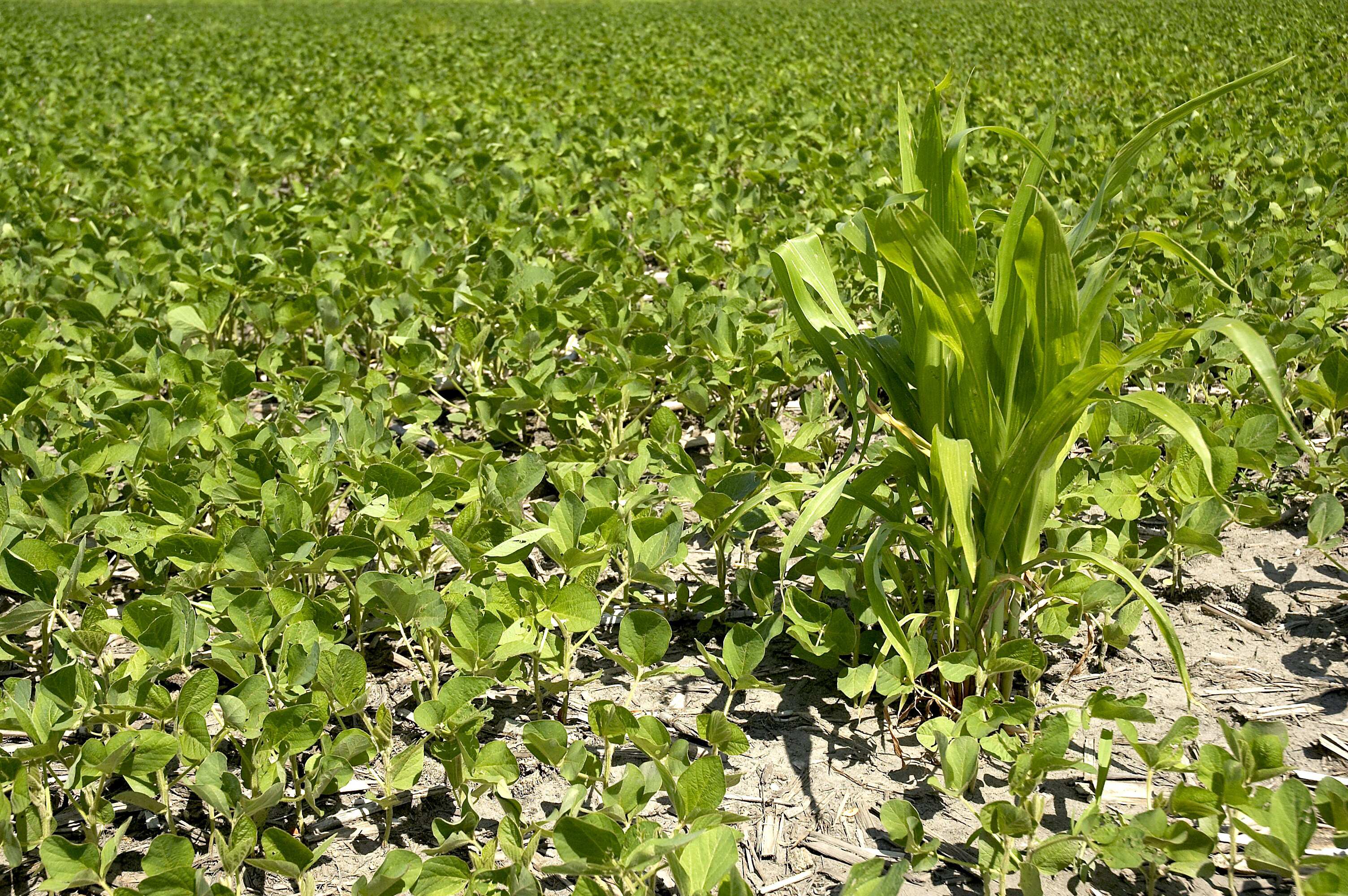 Managing Volunteer Corn in Soybeans | Crop Science US