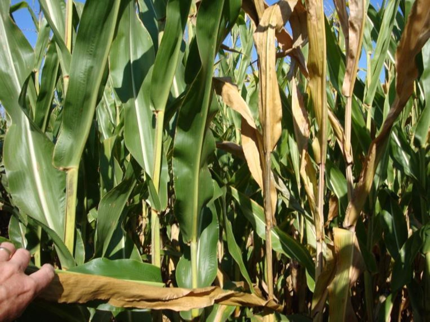 Crown Rot – A Complex Issue in Corn Production | Crop Science US