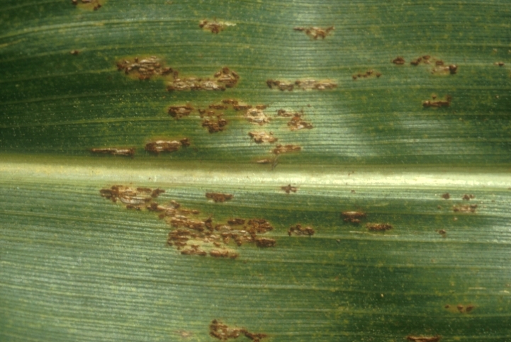 Mid-Season Corn Disease Development | Crop Science US