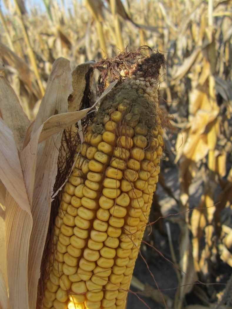 Ear Rots, Molds, and Mycotoxin Management | Crop Science US