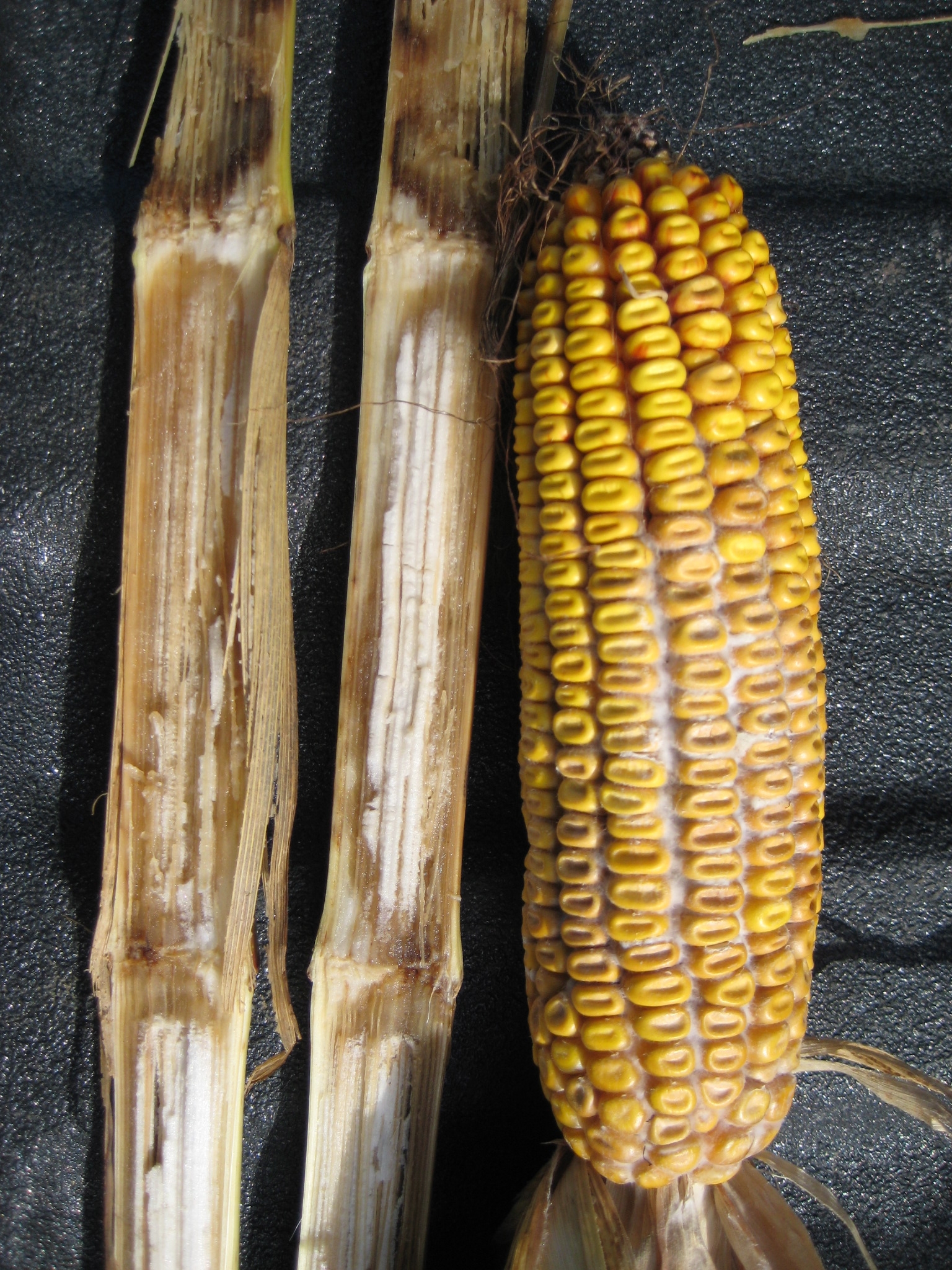 Managing Diplodia Stalk and Ear Rots | Crop Science US