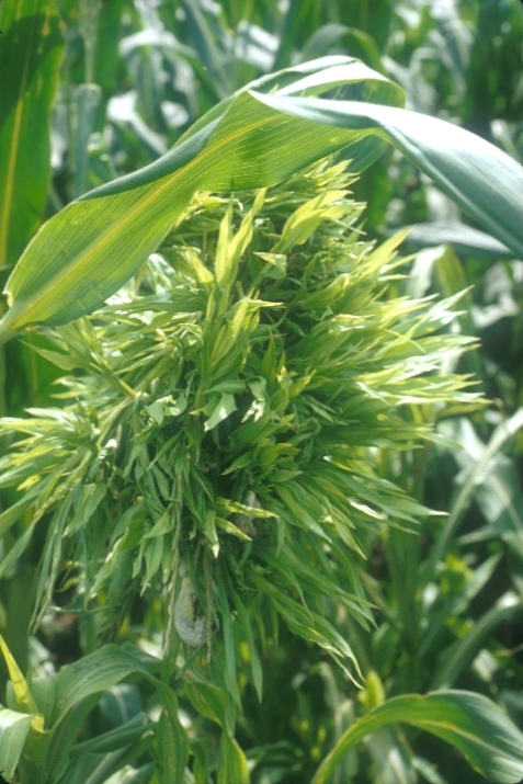 Effects of Flooding or High Rain Events on Corn Diseases | Crop Science US