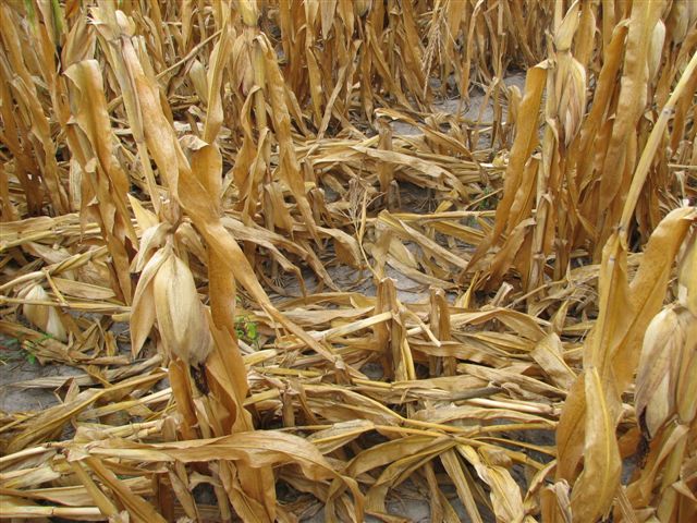 Pre-Harvest Corn Scouting for Stalk Integrity | Crop Science US