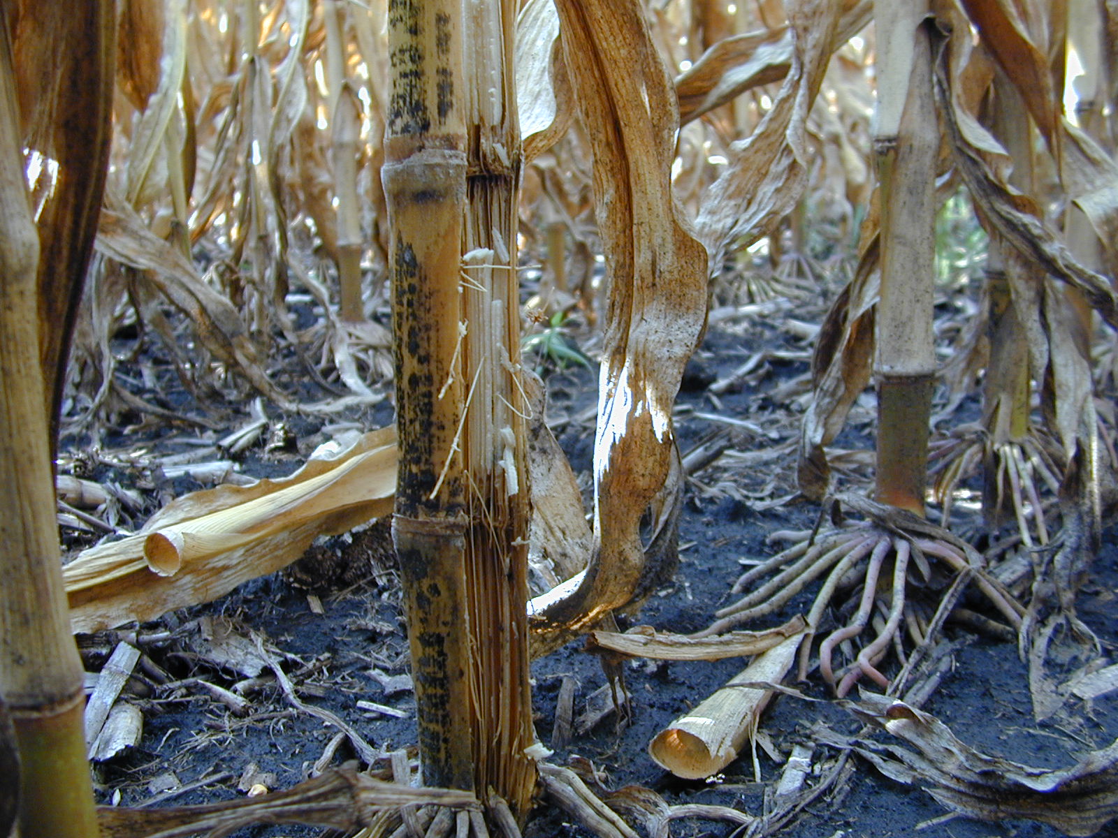 Corn Stalk Rots & Lodging Issues | Crop Science US