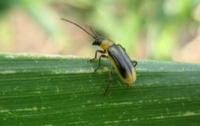 Seed Treatments & Corn Traits: Managing Belowground Insects | Crop ...