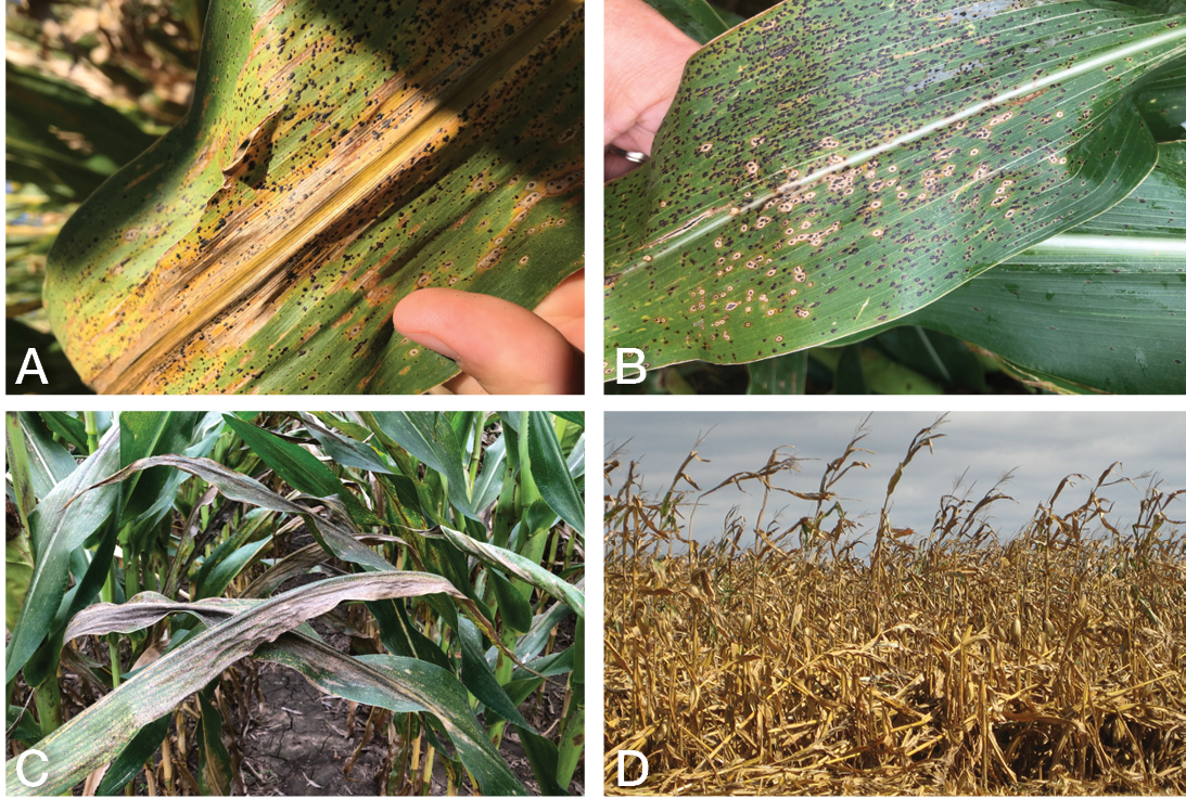 What is Tar Spot and How Does it Impact Corn? | Crop Science US