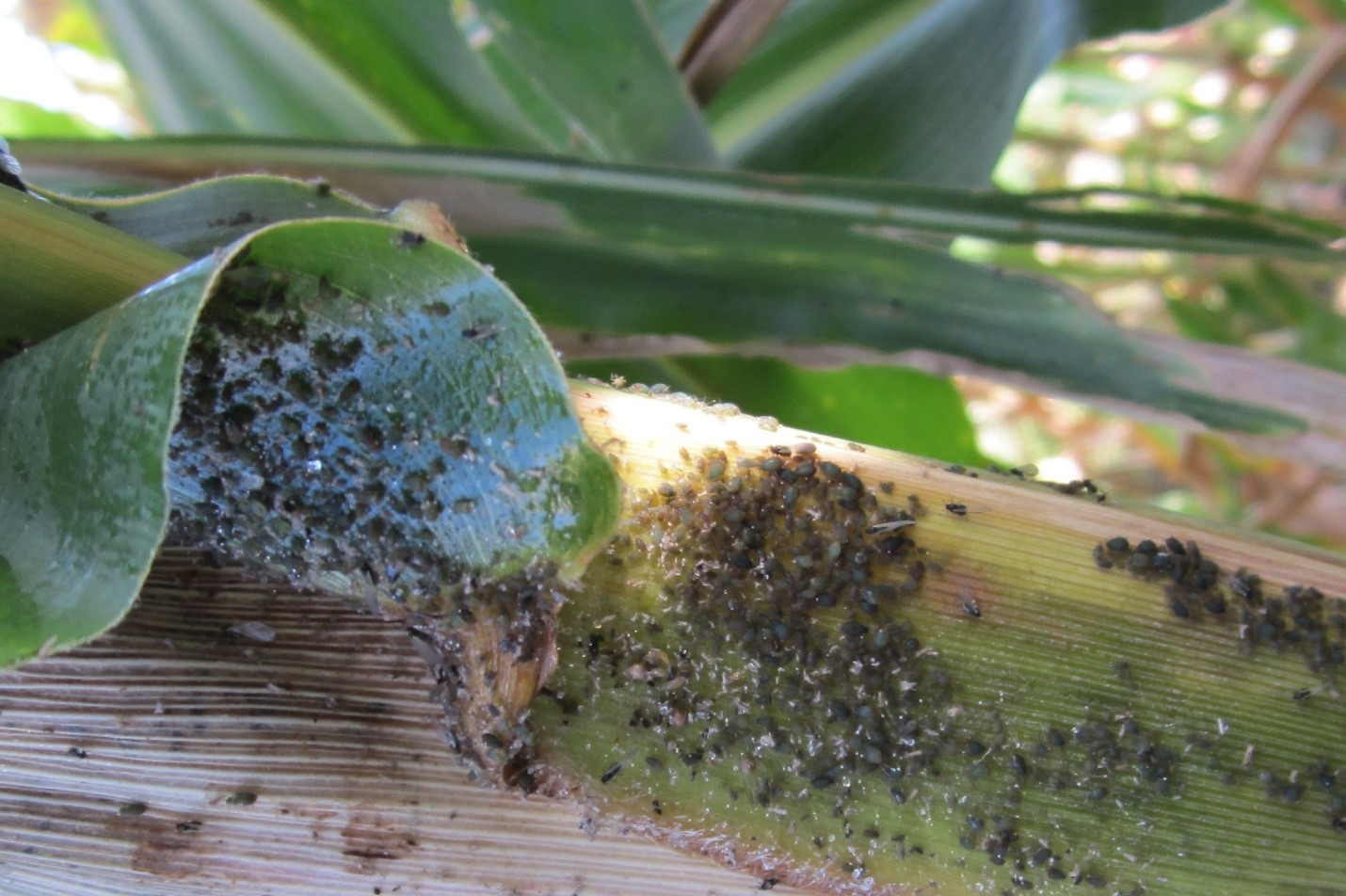 Do I Need to Apply an Insecticide to Manage Early-season Corn Insects ...