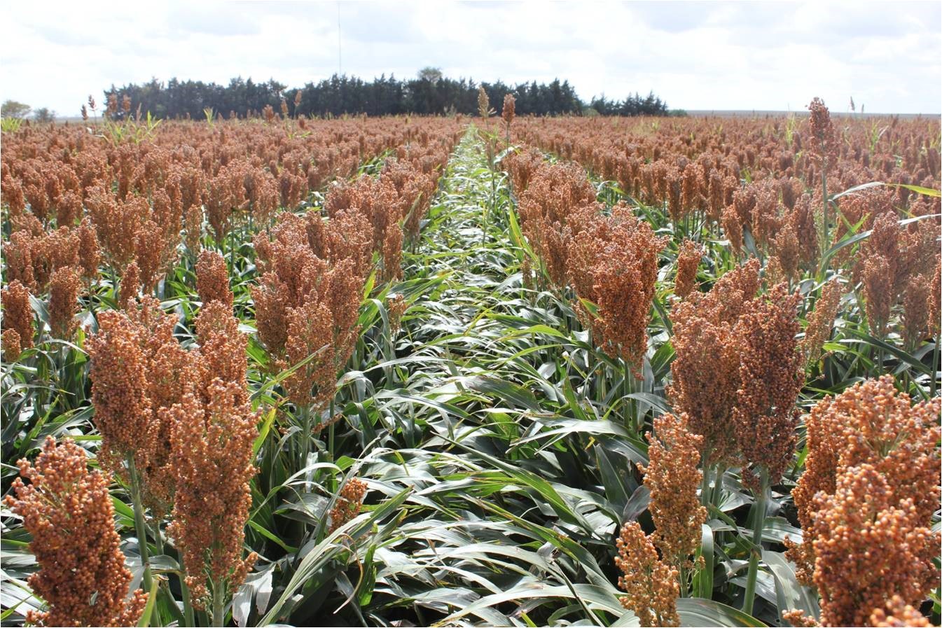 Irrigation Scheduling for Grain Sorghum | Crop Science US