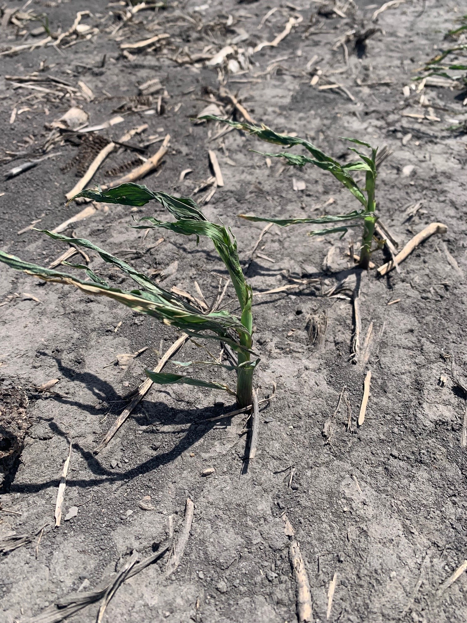 Wind Damaged Corn | Crop Science US