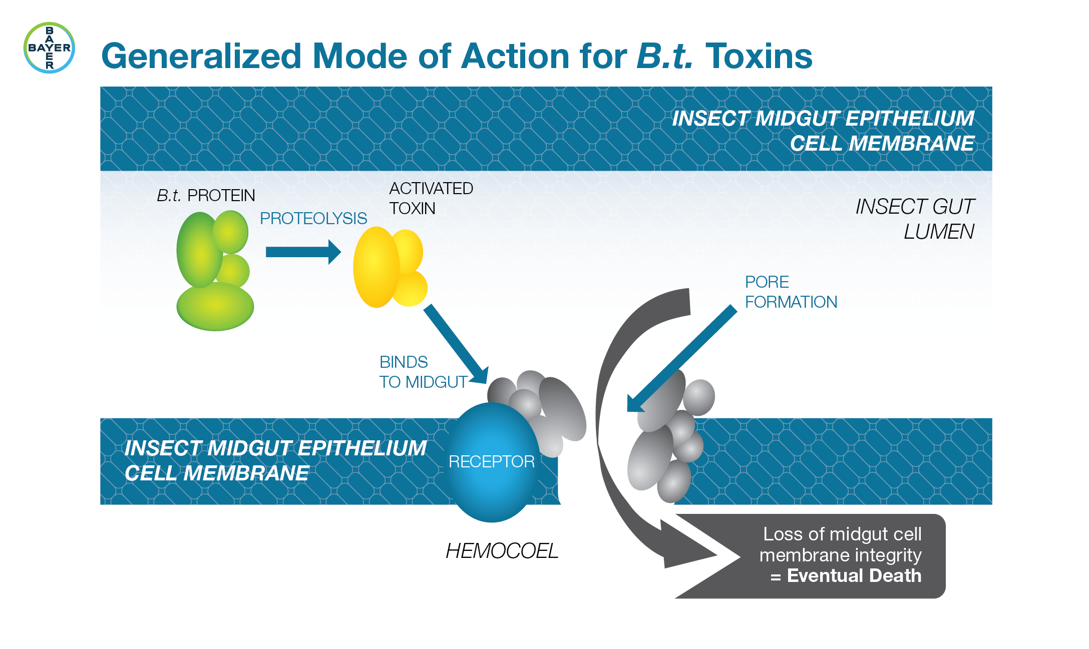 How does RNAi Work in SmartStax Pro | Crop Science US