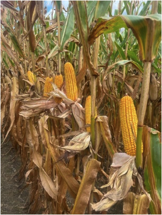 Estimating Corn Yield | Crop Science US
